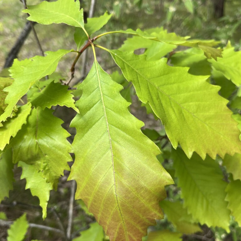 Ohio Native Plants | Appreciate, Grow and Protect Native Plants