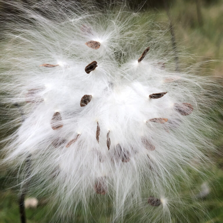 Ohio Native Plants | Appreciate, Grow and Protect Native Plants